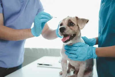 Affordable and free veterinary care in Australia - Free Vet Clinics ...